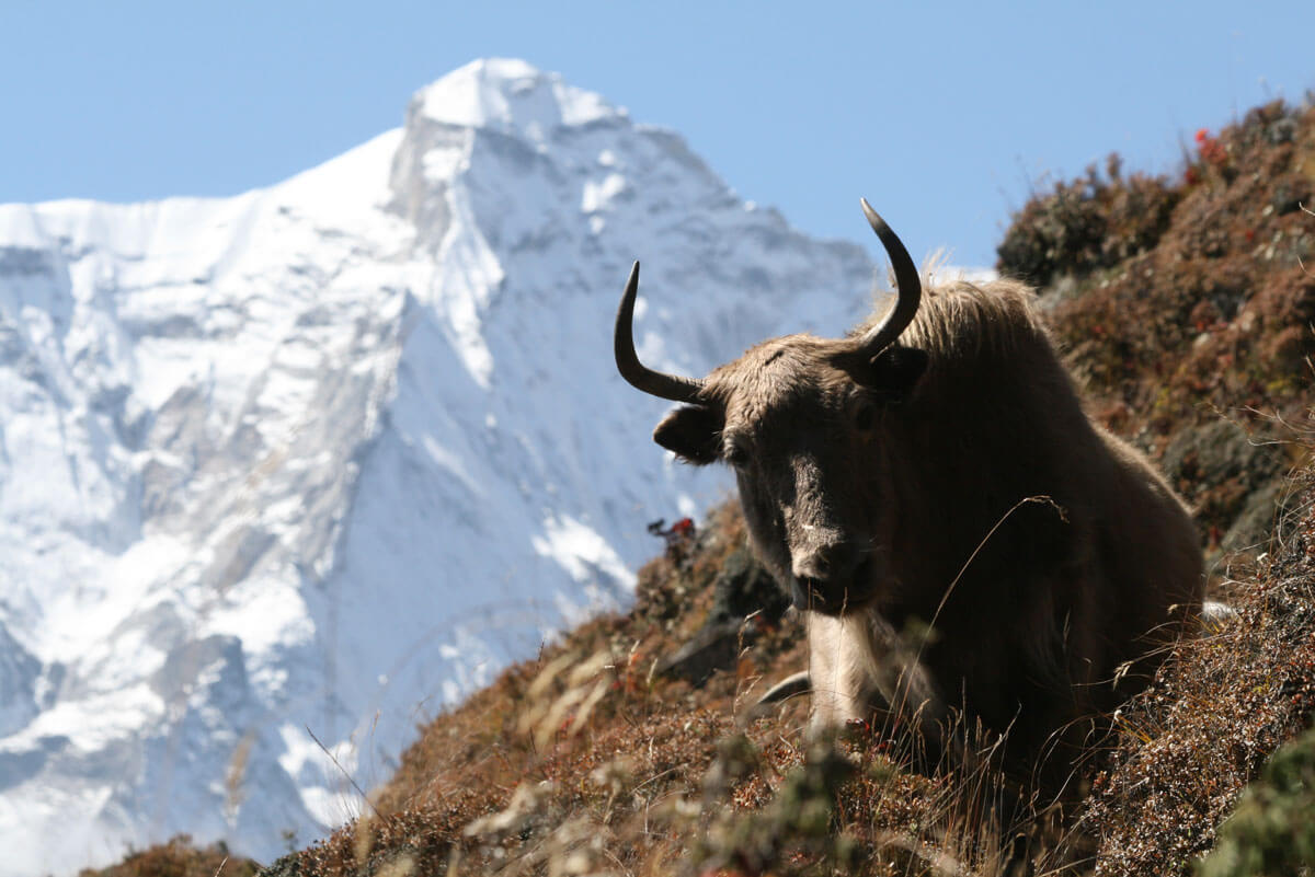 Book Your Next Adventure Treks With Us | Wild Spirit Adventures