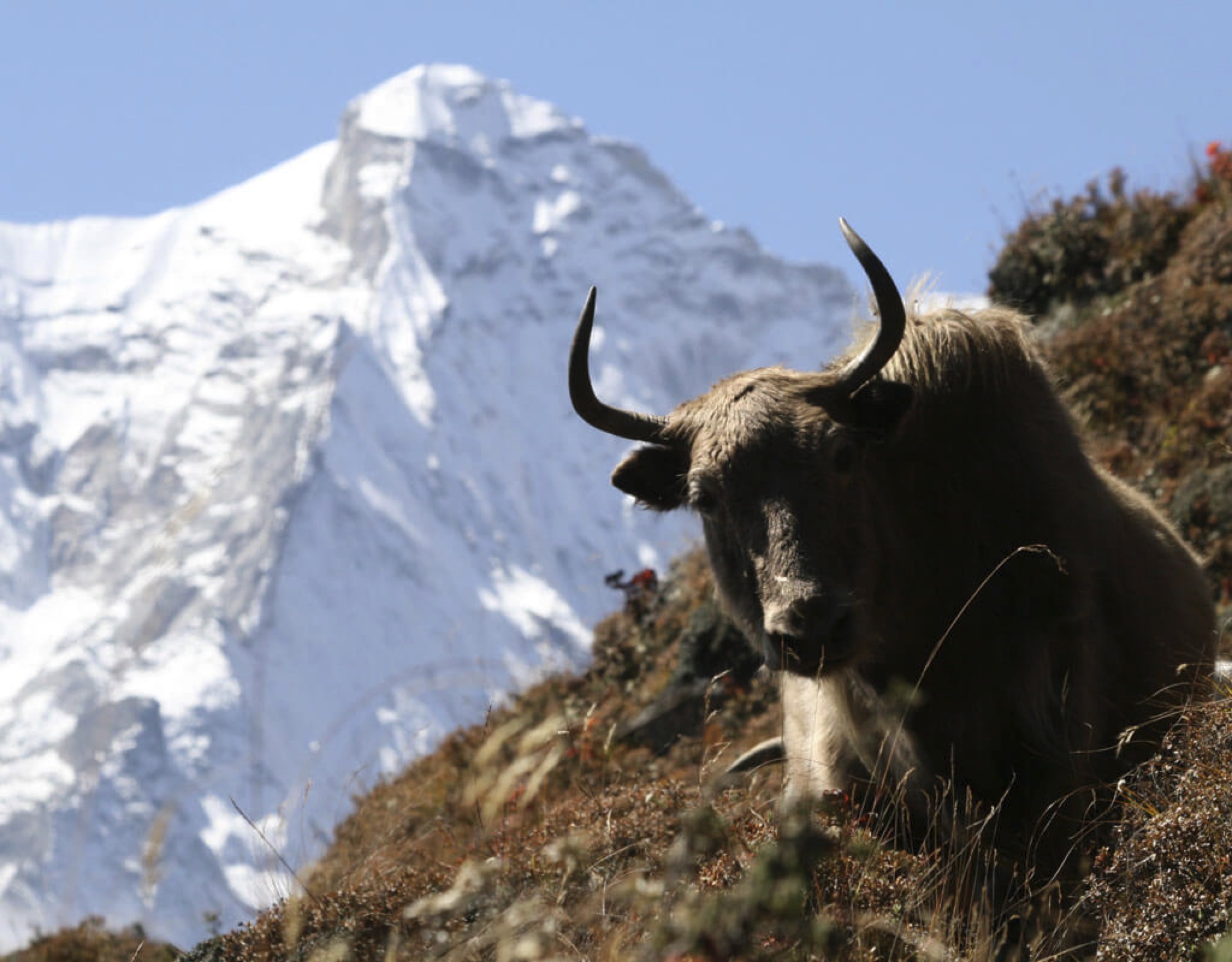 Book Your Next Adventure Treks With Us | Wild Spirit Adventures